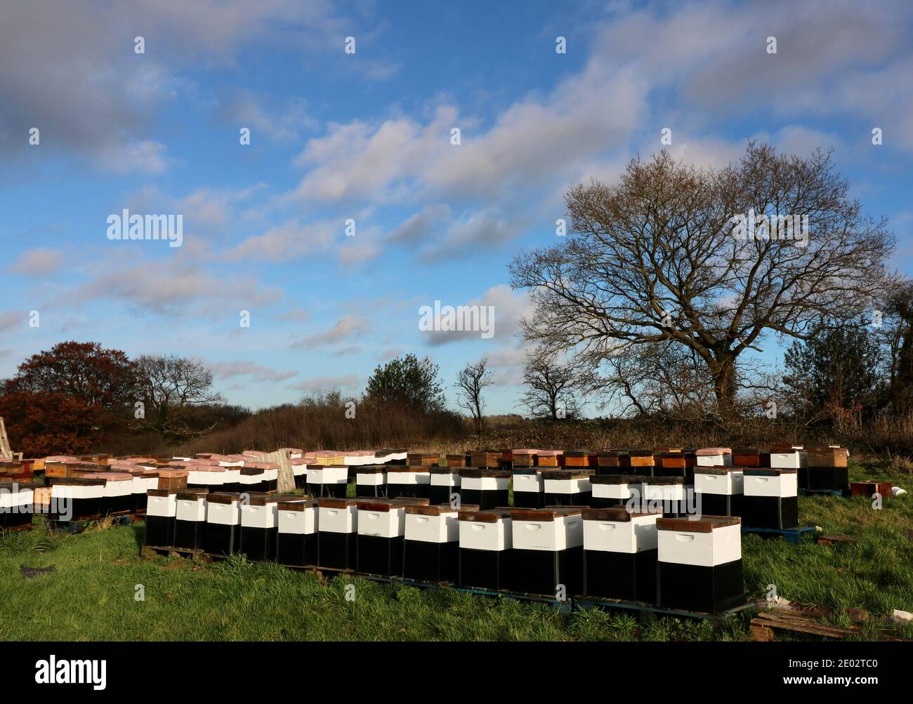 Bee hives in farm field hi-res stock photography and images - Alamy