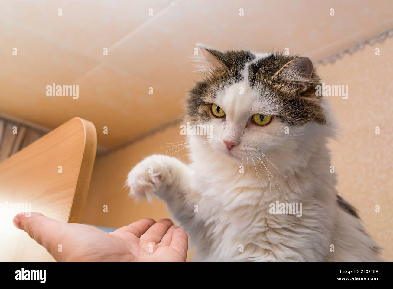 Angry cat scratch domestic hi-res stock photography and images - Alamy