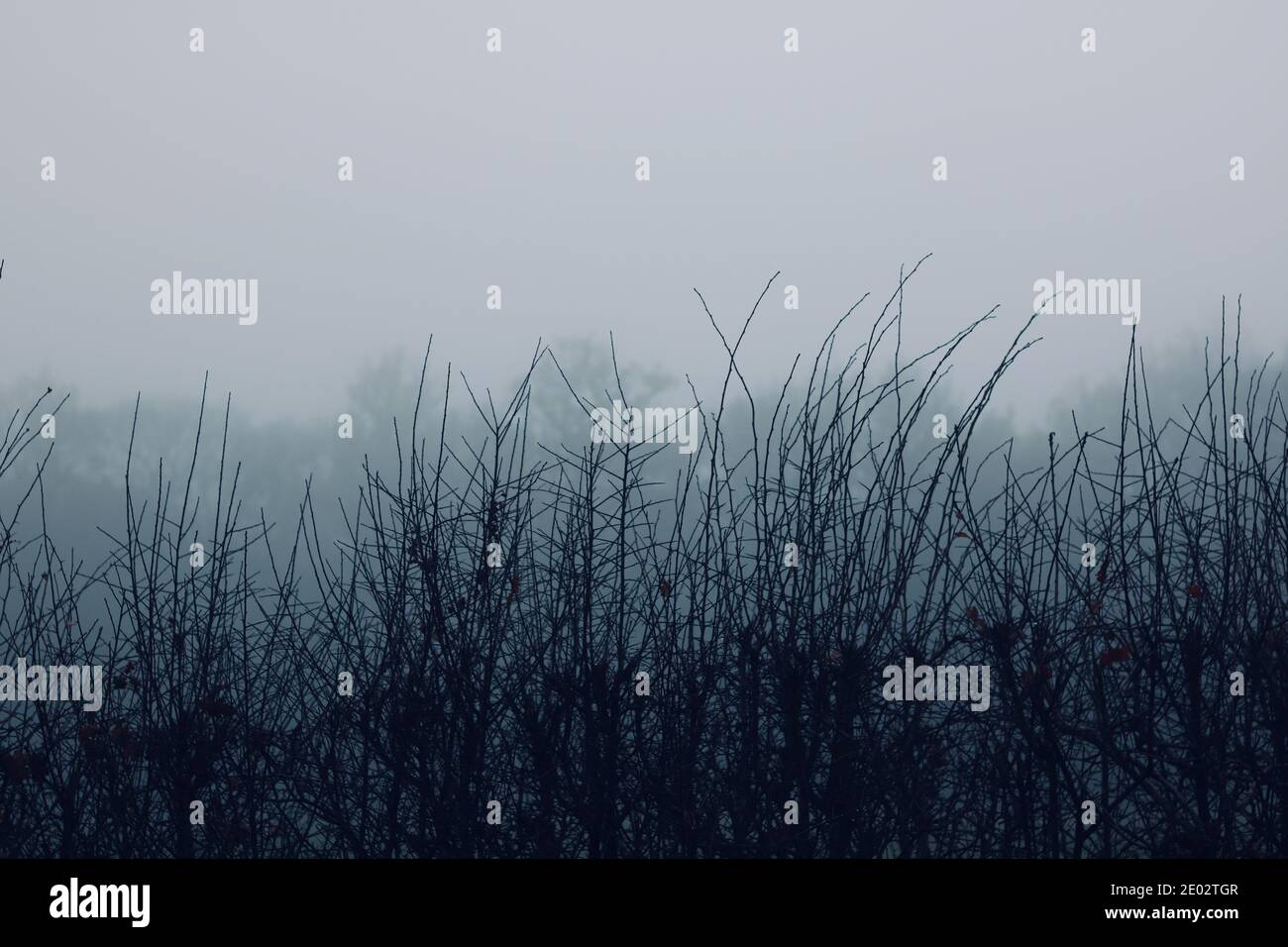 Misty morning parkland hi-res stock photography and images - Alamy