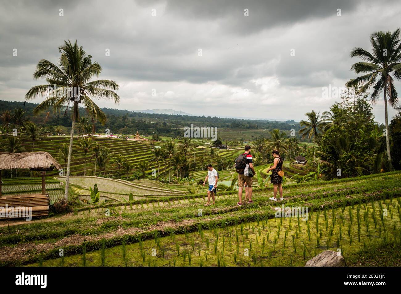 Tourists walking around the rice paddies at Jatiluwih Rice Terrace in ...