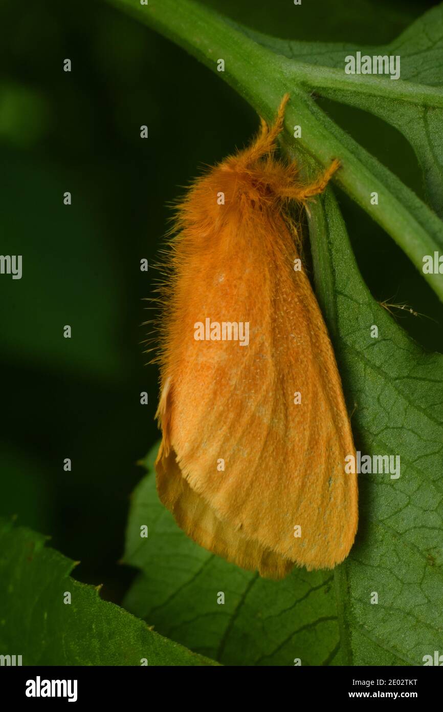 A brown moth Stock Photo - Alamy