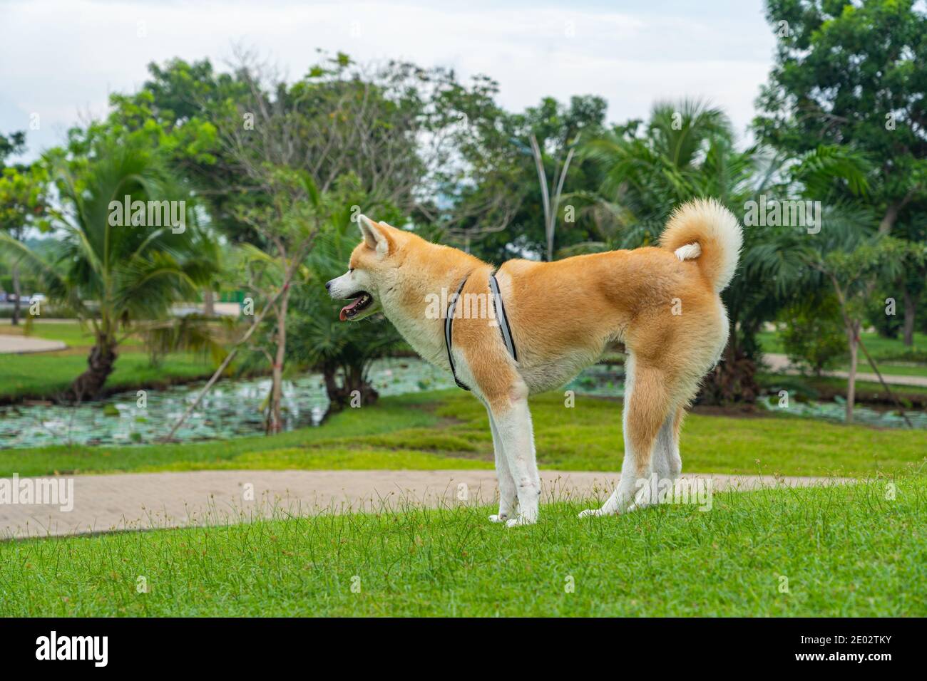 Adorable stance hi-res stock photography and images - Alamy