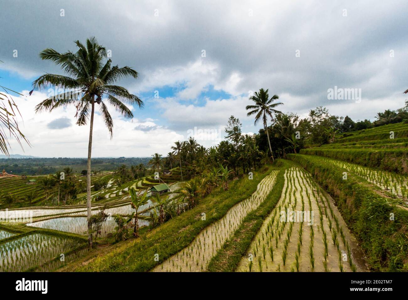 Beautiful landscape of Jatiluwih Rice Terrace where the traditional ...