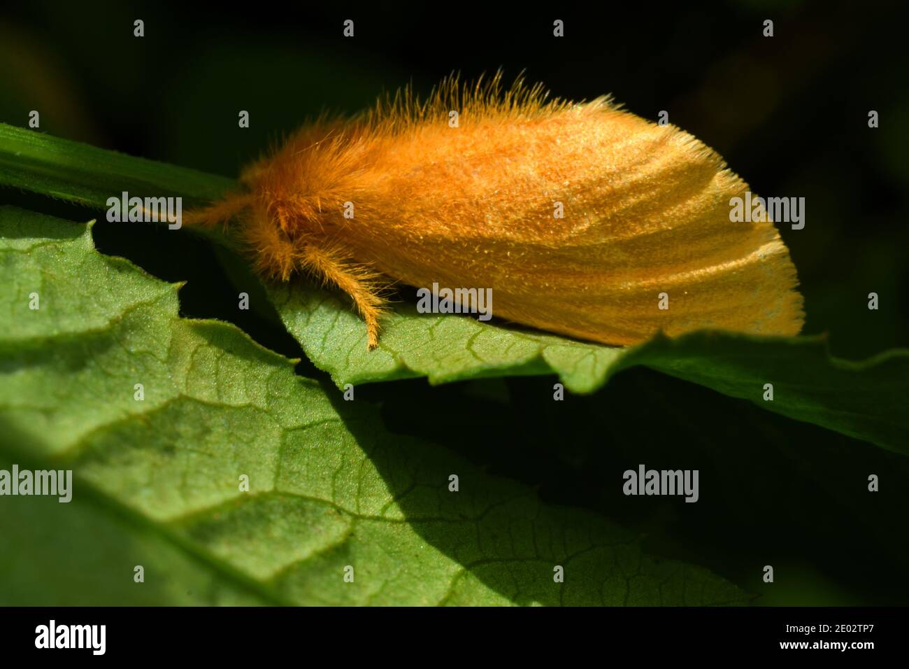A brown moth Stock Photo - Alamy