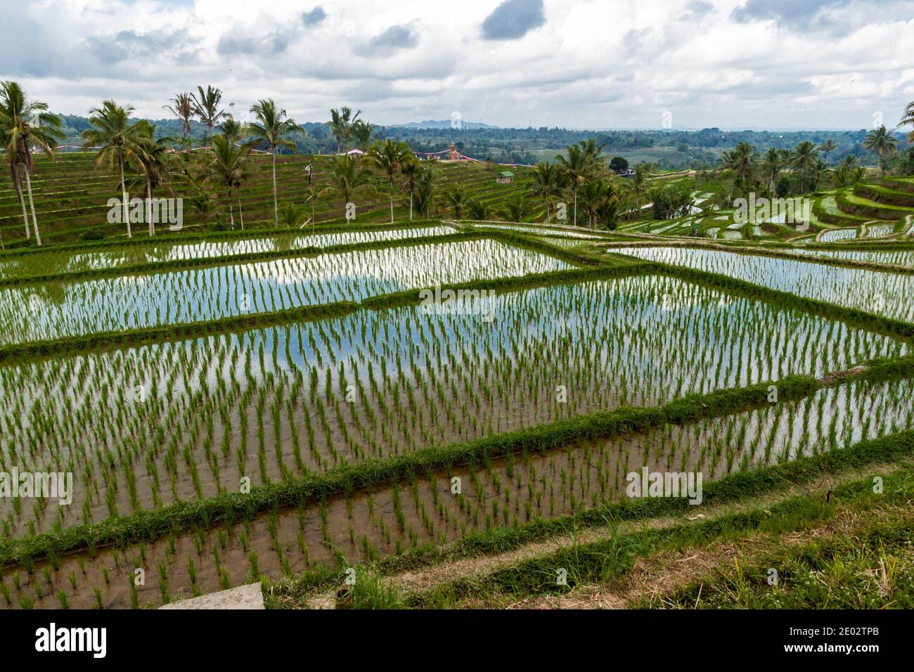 A wide angle image of the rice paddies at Jatiluwih Rice Terrace where the traditional subak ...