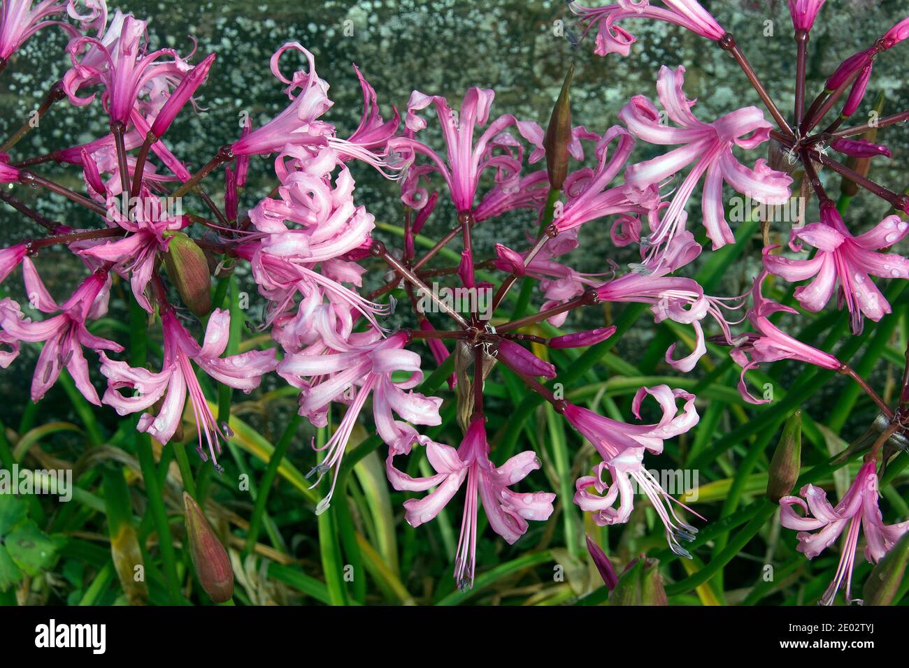Nerines flowers hi-res stock photography and images - Alamy