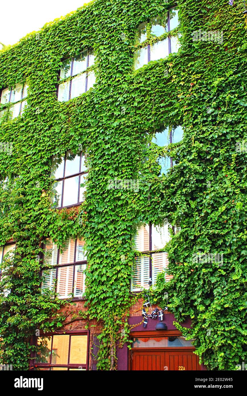 Vines On Brick Wall High Resolution Stock Photography and Images - Alamy