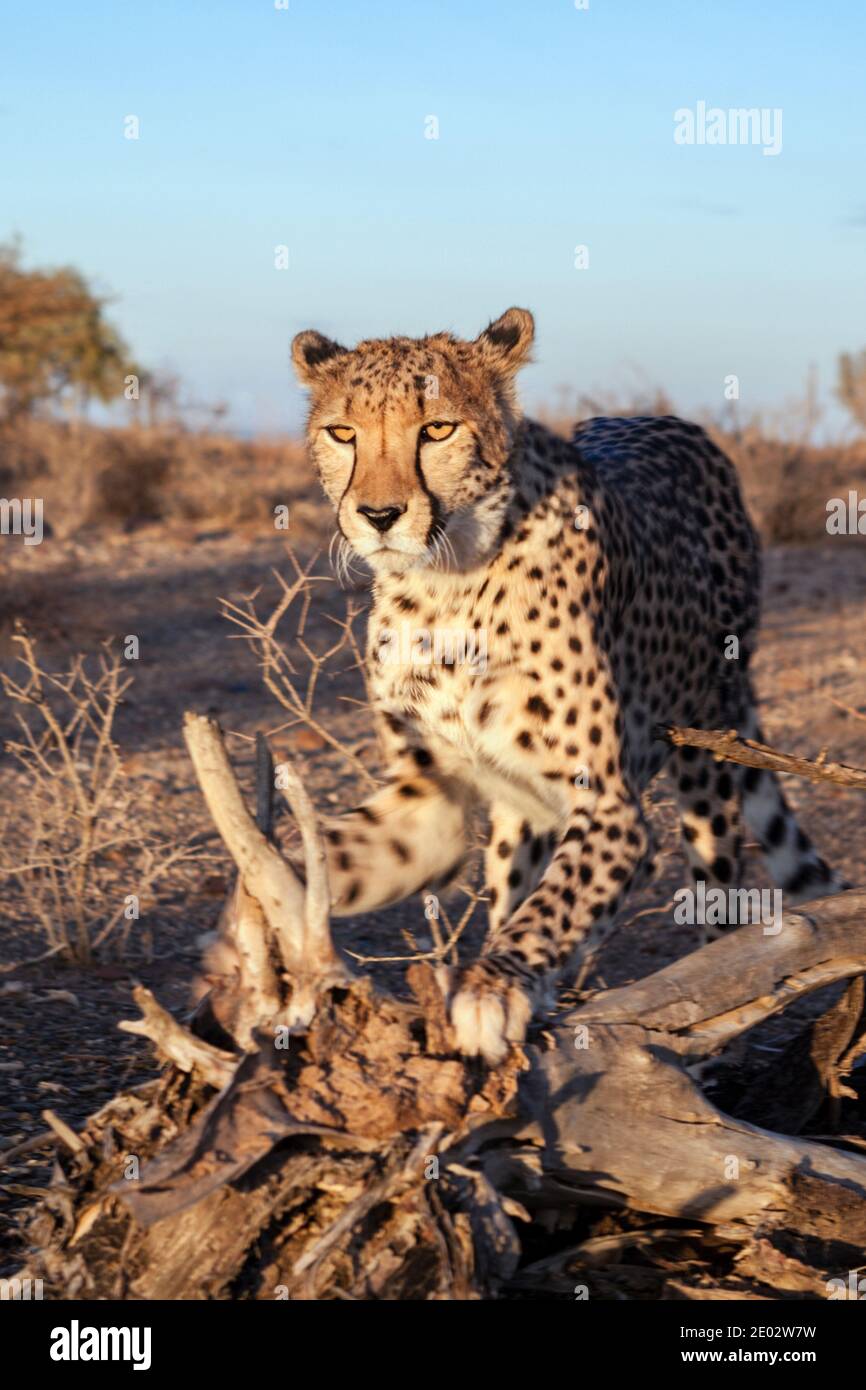 Male subadult Cheetah, Acinonyx jubatus, Kalahari Basin, Namibia Stock ...