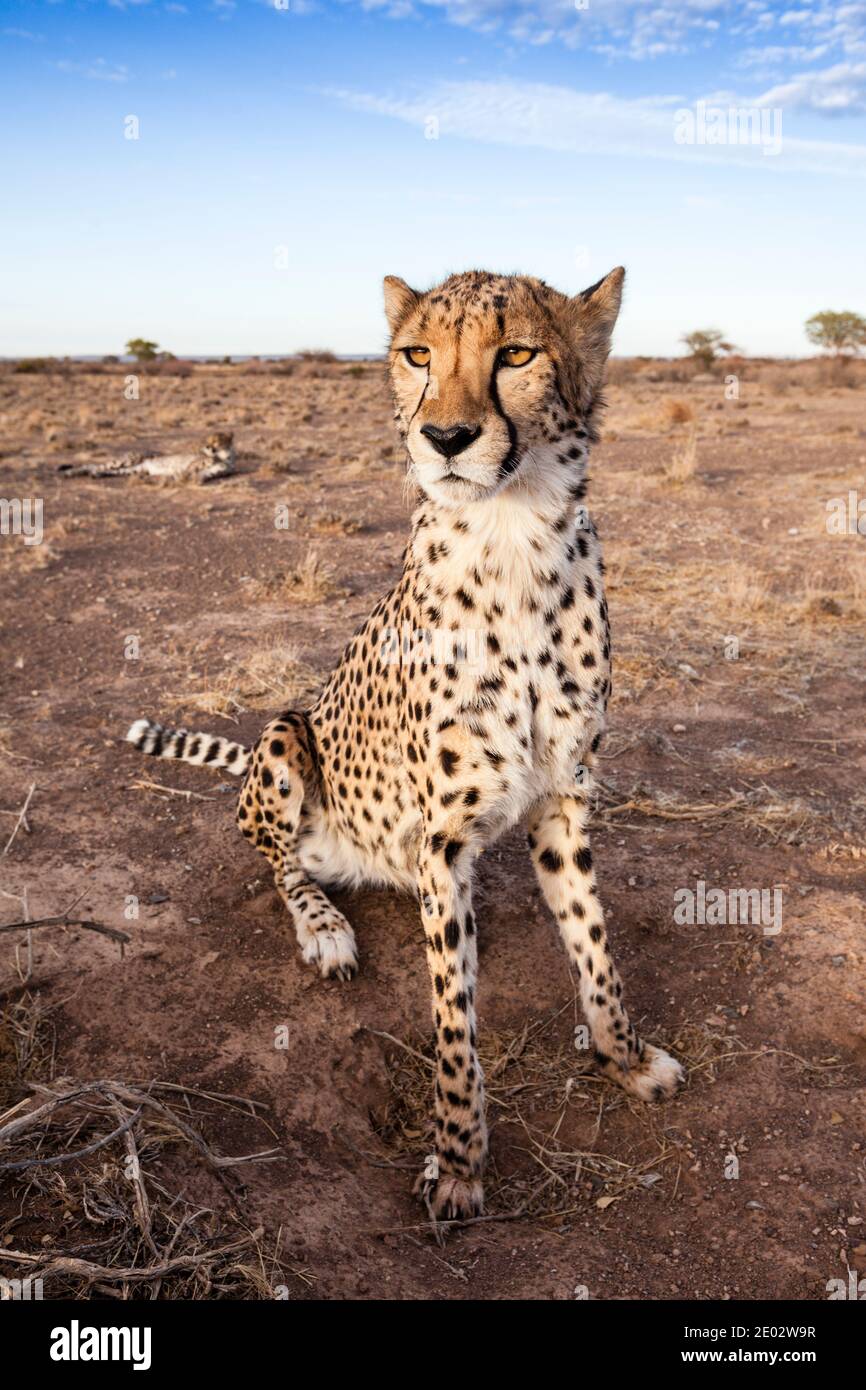Male subadult Cheetah, Acinonyx jubatus, Kalahari Basin, Namibia Stock ...