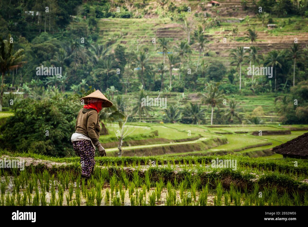 Female rice farmer in traditional clothes and straw hat in the rice ...
