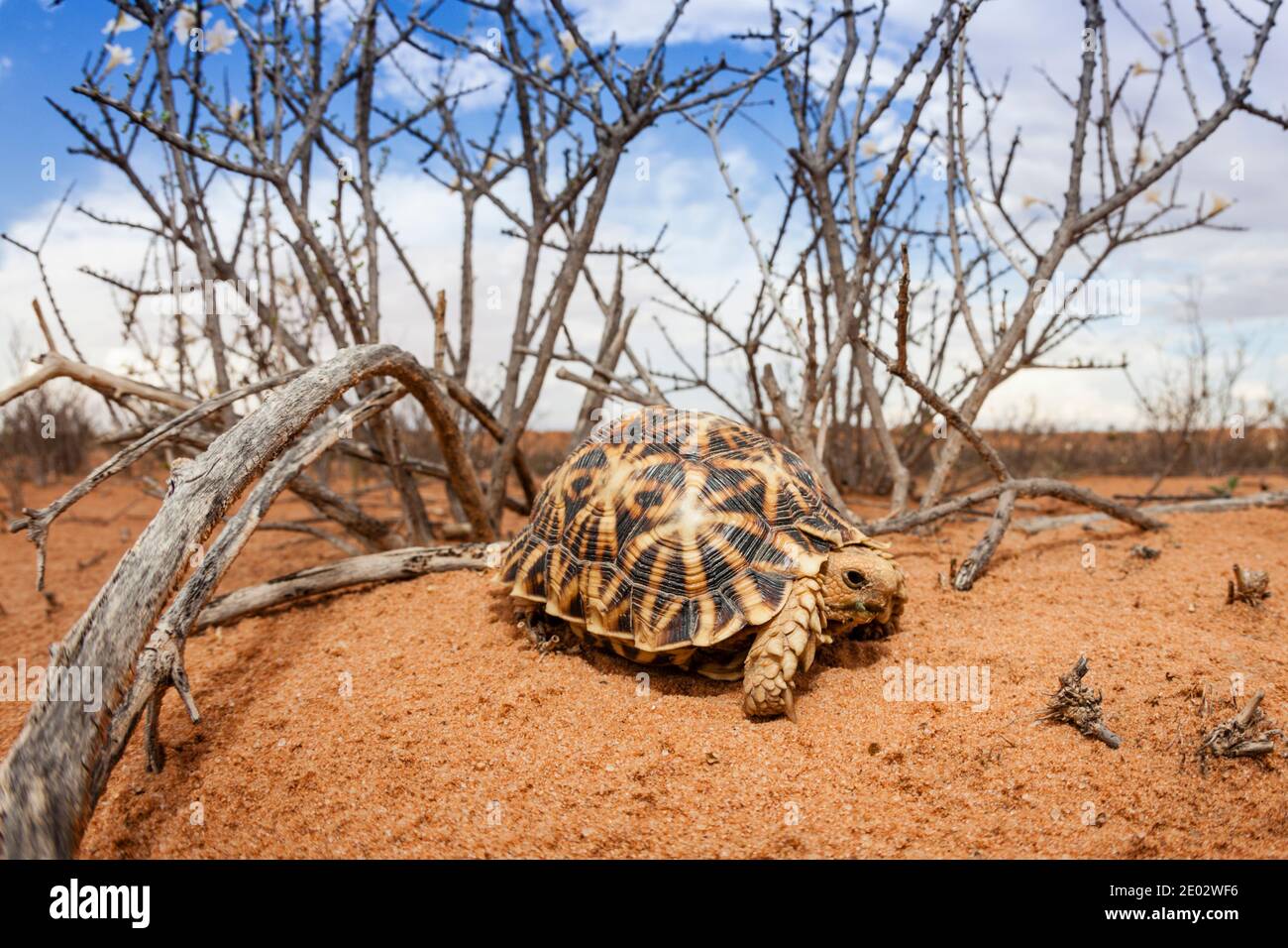 Kalahari Tent Tortoise, Psammobates oculifer, Kalahari Basin, Namibia ...