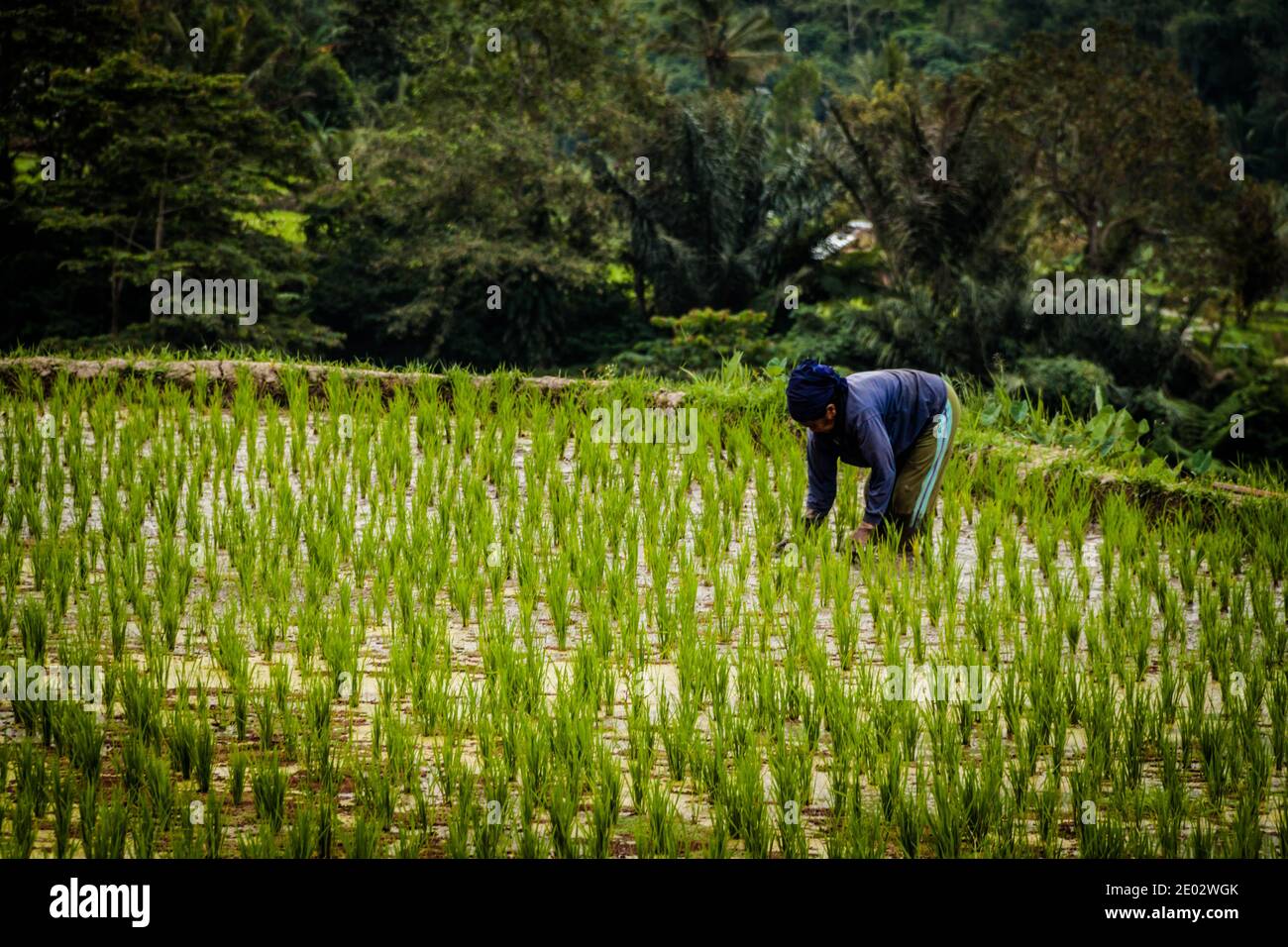 Women paddy field workers working hi-res stock photography and images ...