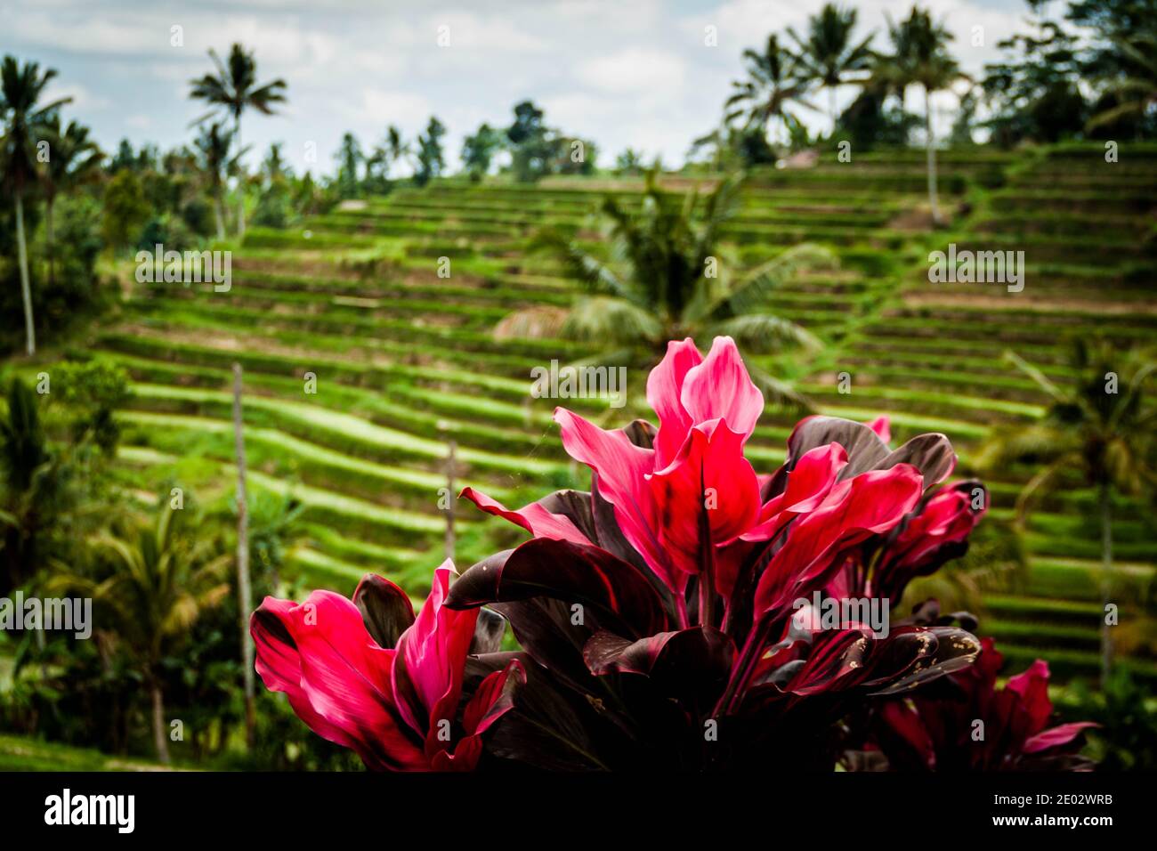 Colorful flowers around the rice fields at Jatiluwih Rice Terraces in ...