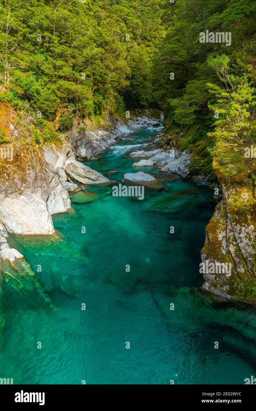 Blue pools at Blue river in New Zealand Stock Photo - Alamy