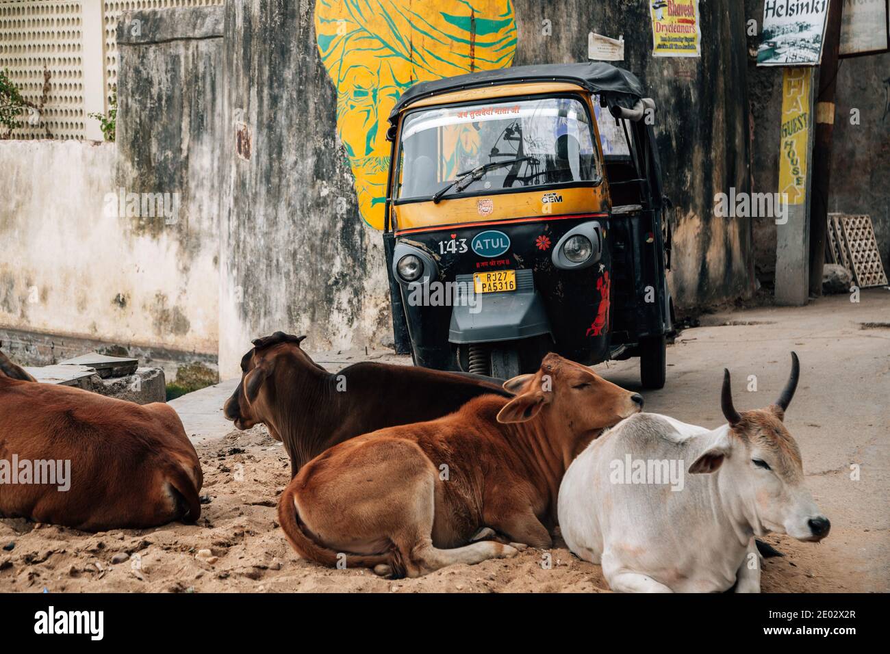 Cow driving car hi-res stock photography and images - Alamy