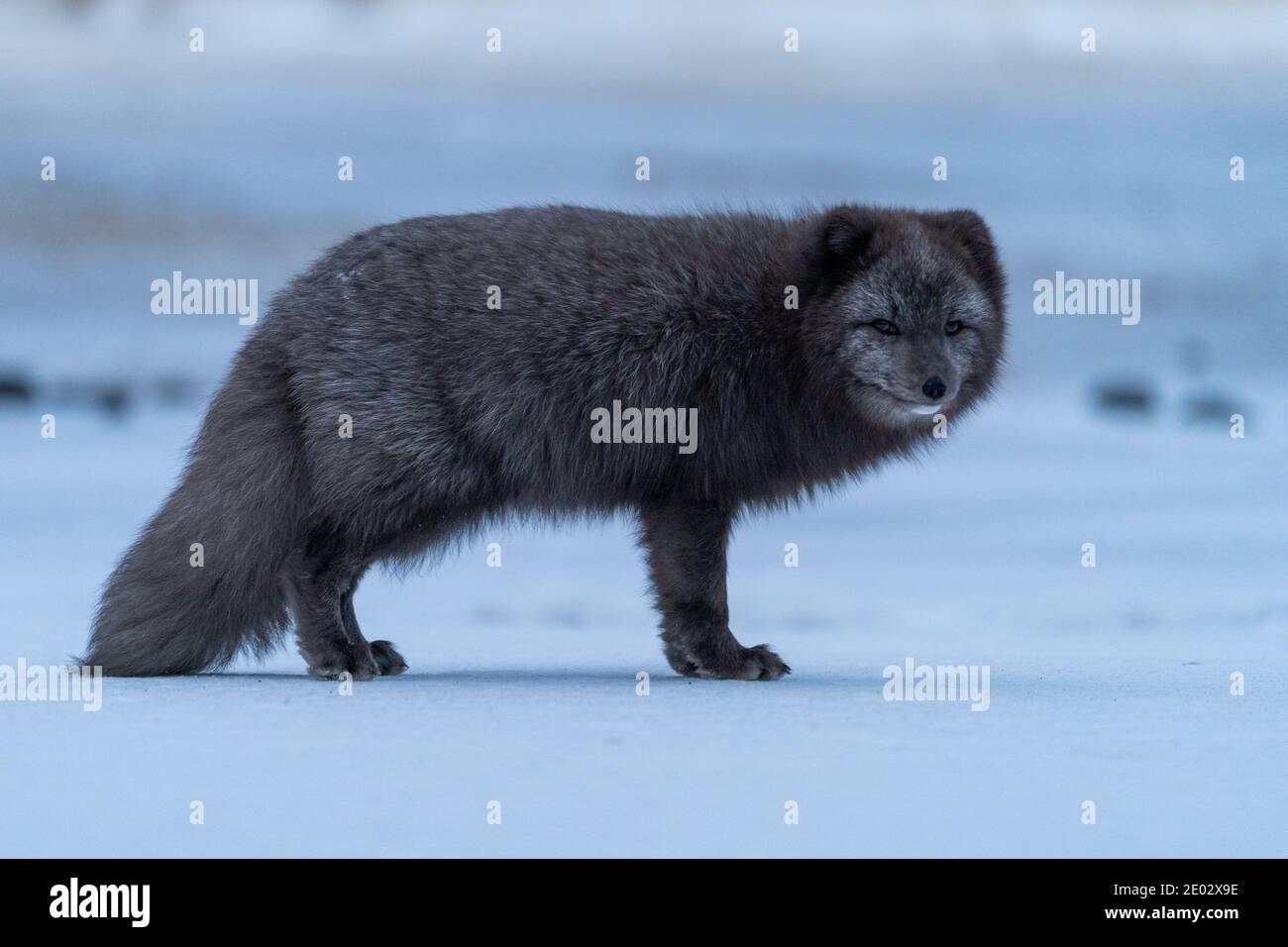 White arctic fox dark hi-res stock photography and images - Alamy