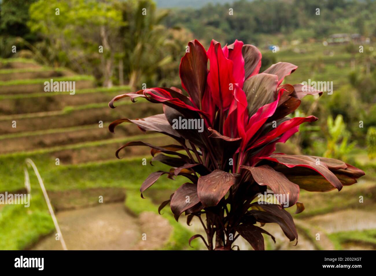 Rice paddy flower hi-res stock photography and images - Alamy