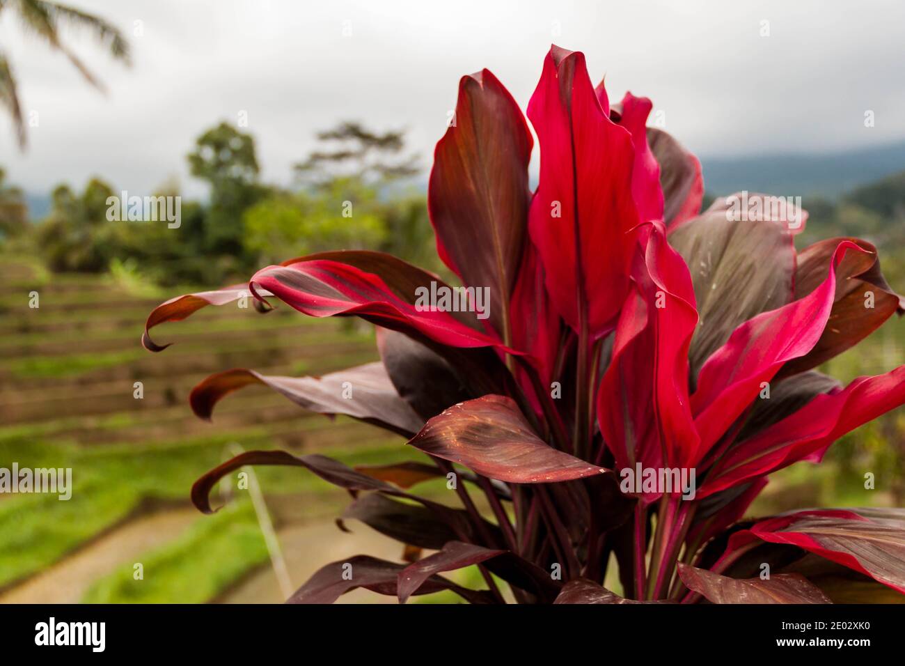 Rice paddy flower hi-res stock photography and images - Alamy