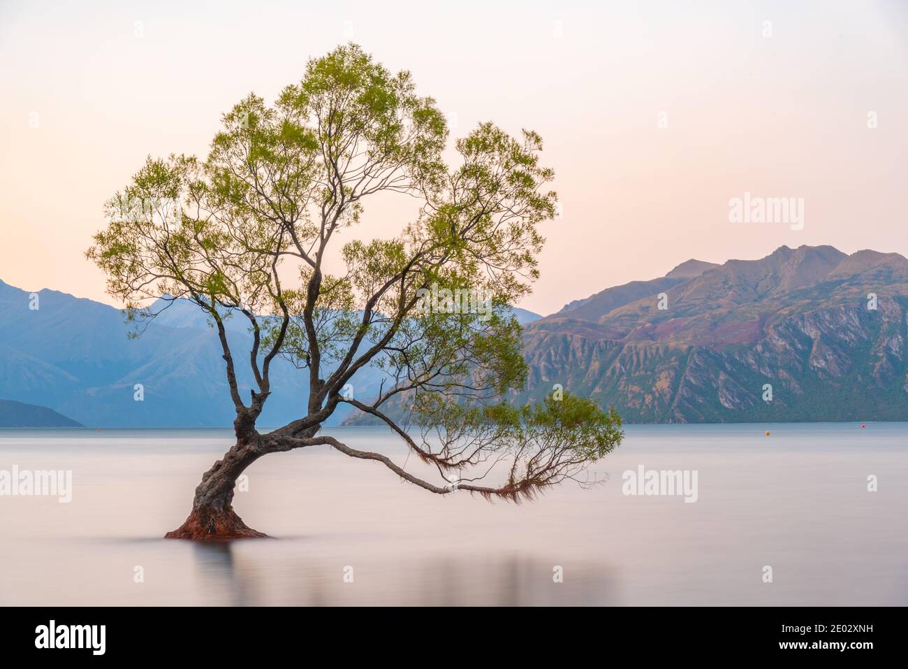Sunset view of That Wanaka tree in New Zealand Stock Photo - Alamy