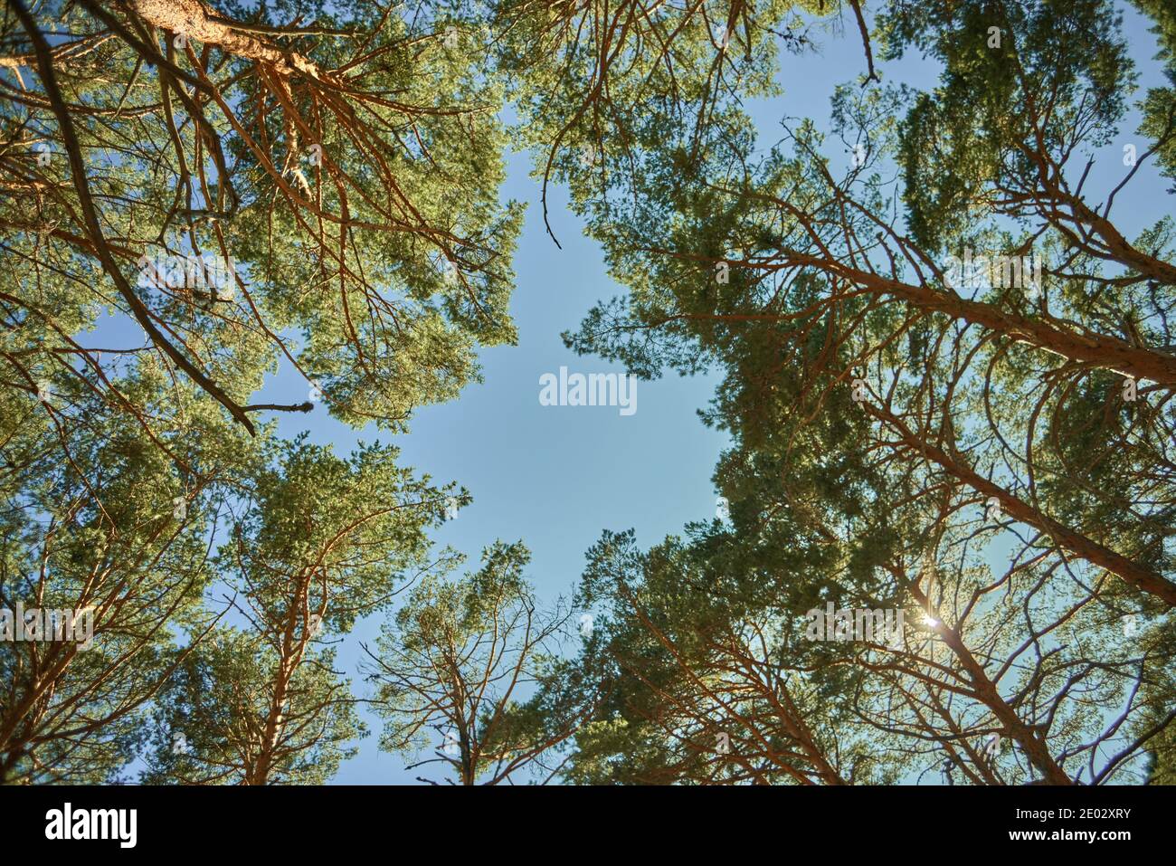 árbol verde hi-res stock photography and images - Alamy