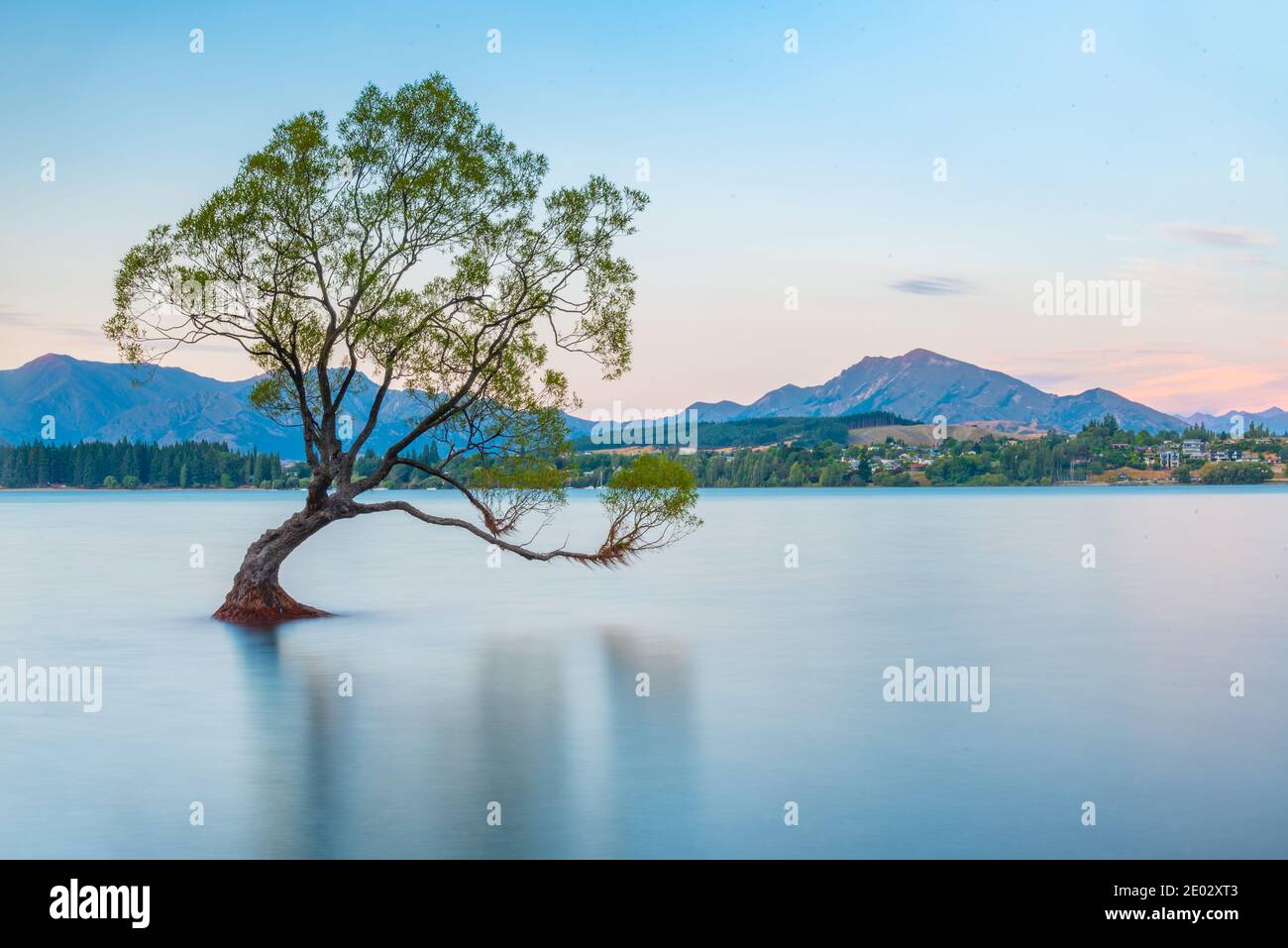 Sunset view of That Wanaka tree in New Zealand Stock Photo - Alamy