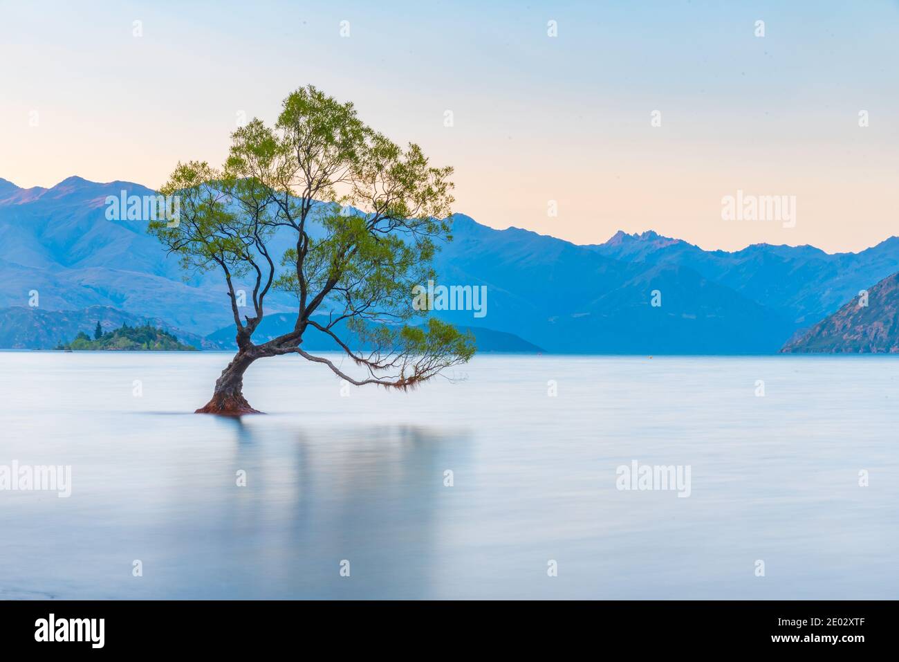 Sunset view of That Wanaka tree in New Zealand Stock Photo - Alamy