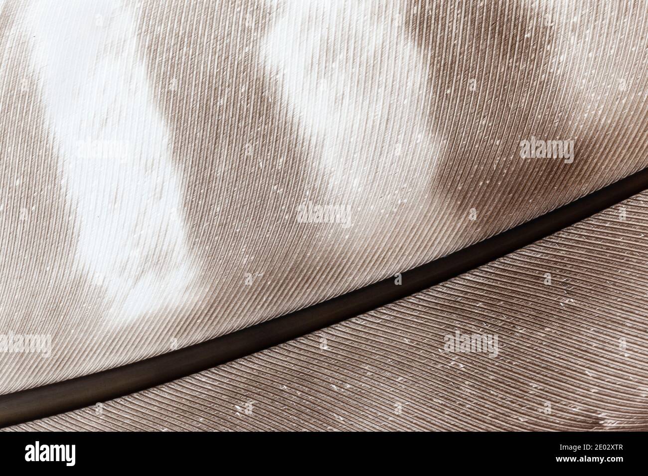 Buzzard feather hi-res stock photography and images - Alamy