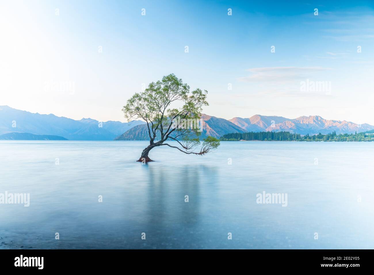 Sunset view of That Wanaka tree in New Zealand Stock Photo - Alamy