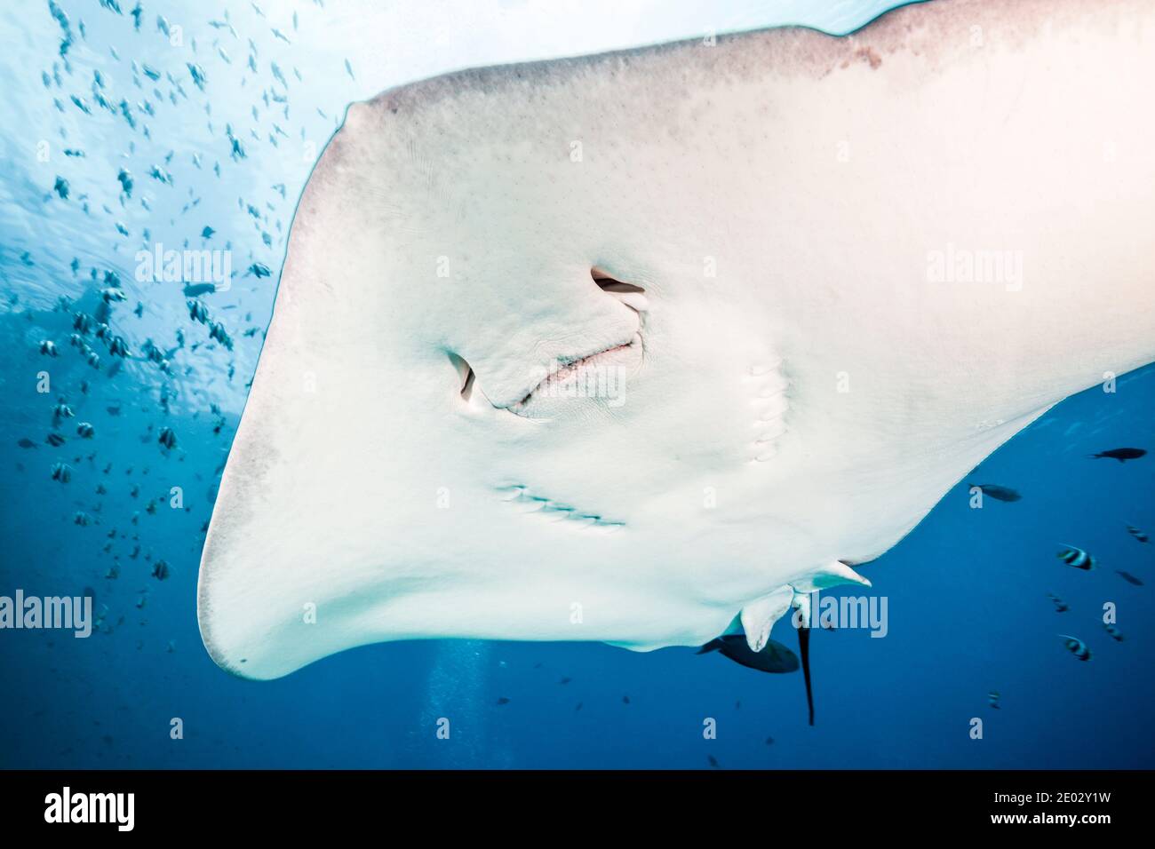 Pink Whipray, Pateobatis fai, North Male Atoll, Indian Ocean, Maldives ...