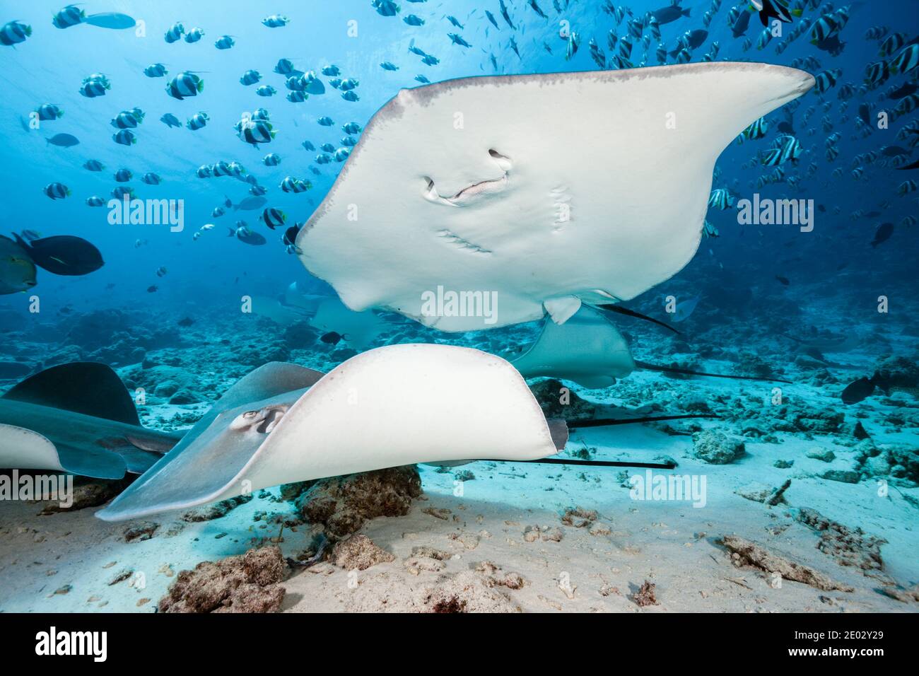 Pink Whipray, Pateobatis fai, North Male Atoll, Indian Ocean, Maldives ...