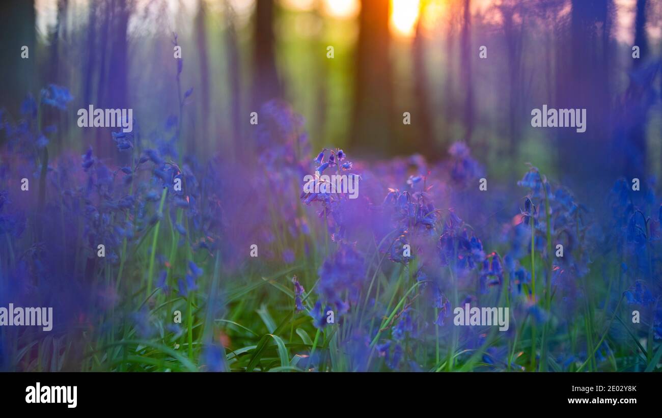 Bluebells sunset in english woodland hi-res stock photography and ...