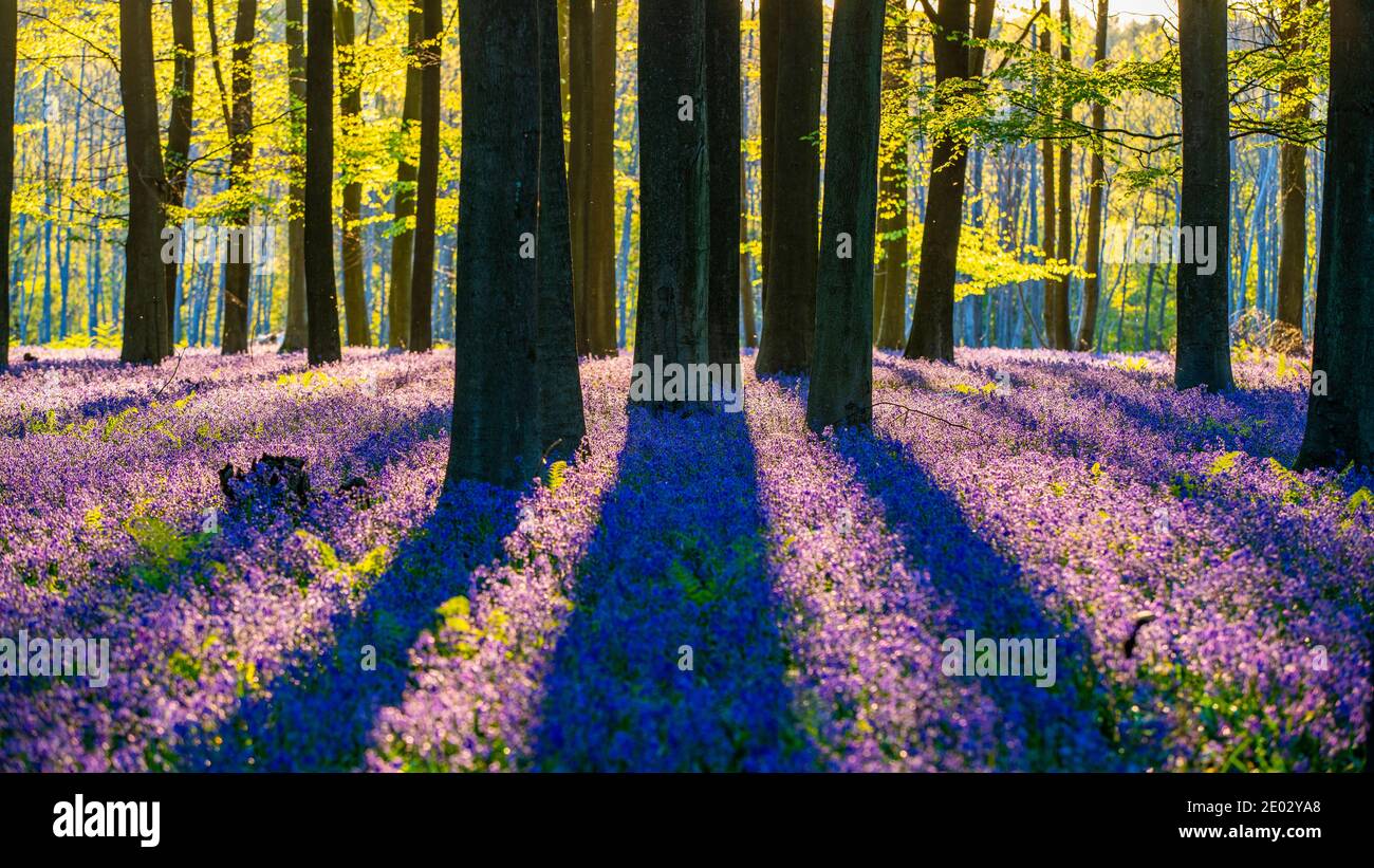 Bluebells in Spring, Kent Stock Photo - Alamy