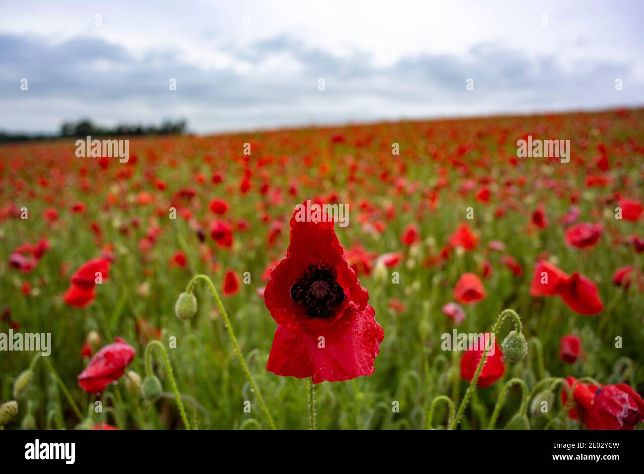 Soldier in a poppy field hi-res stock photography and images - Alamy