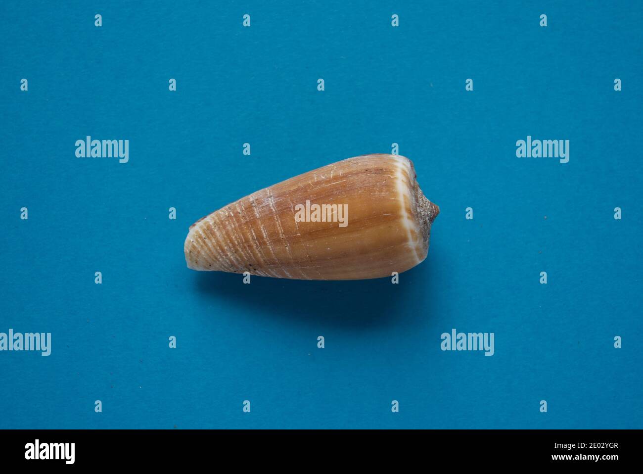 Single brown seashell isolated on blue background, top view Stock Photo ...