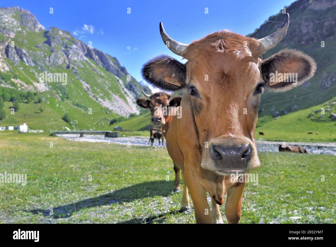 Tarine cows hi-res stock photography and images - Alamy