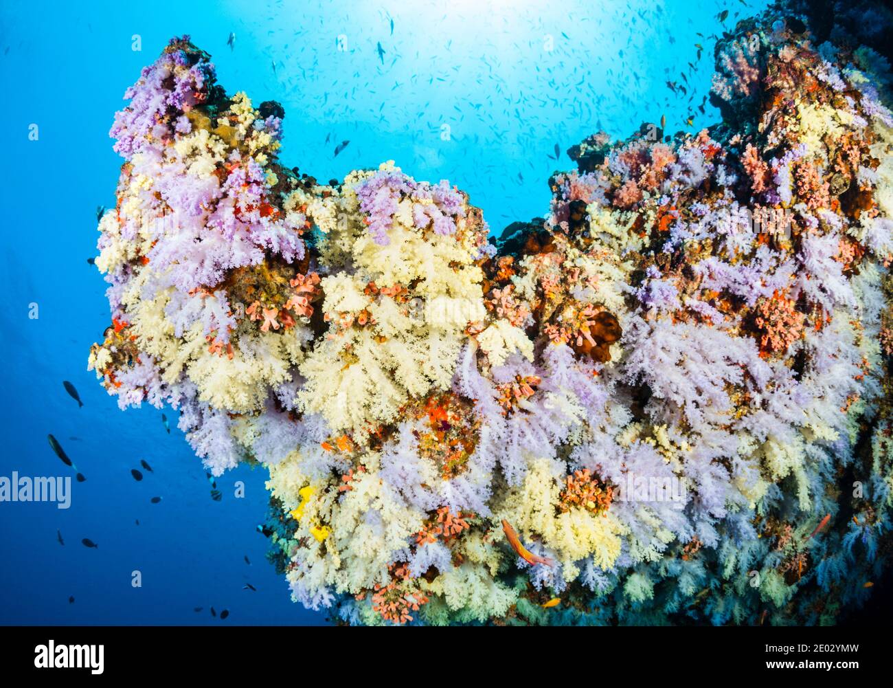 Colored Coral Reef, Ari Atoll, Indian Ocean, Maldives Stock Photo - Alamy