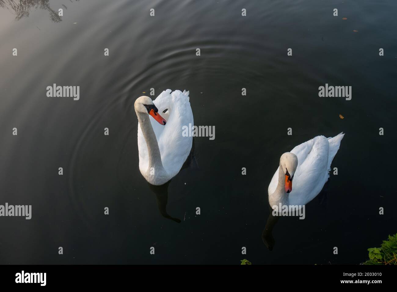 Two beautiful swans on the water. High quality photo Stock Photo - Alamy