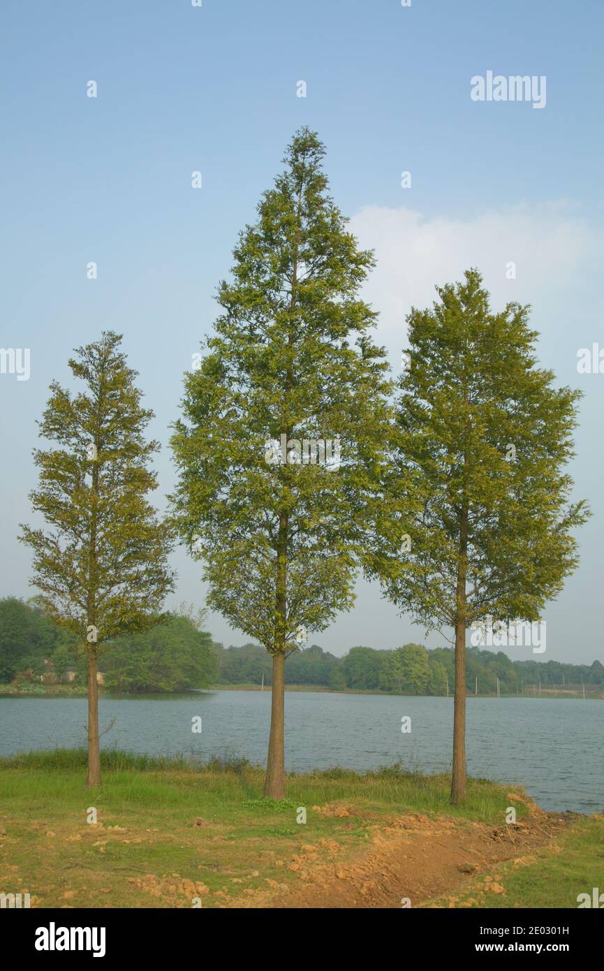 Three green trees by the lake on the hill with blue sky background ...