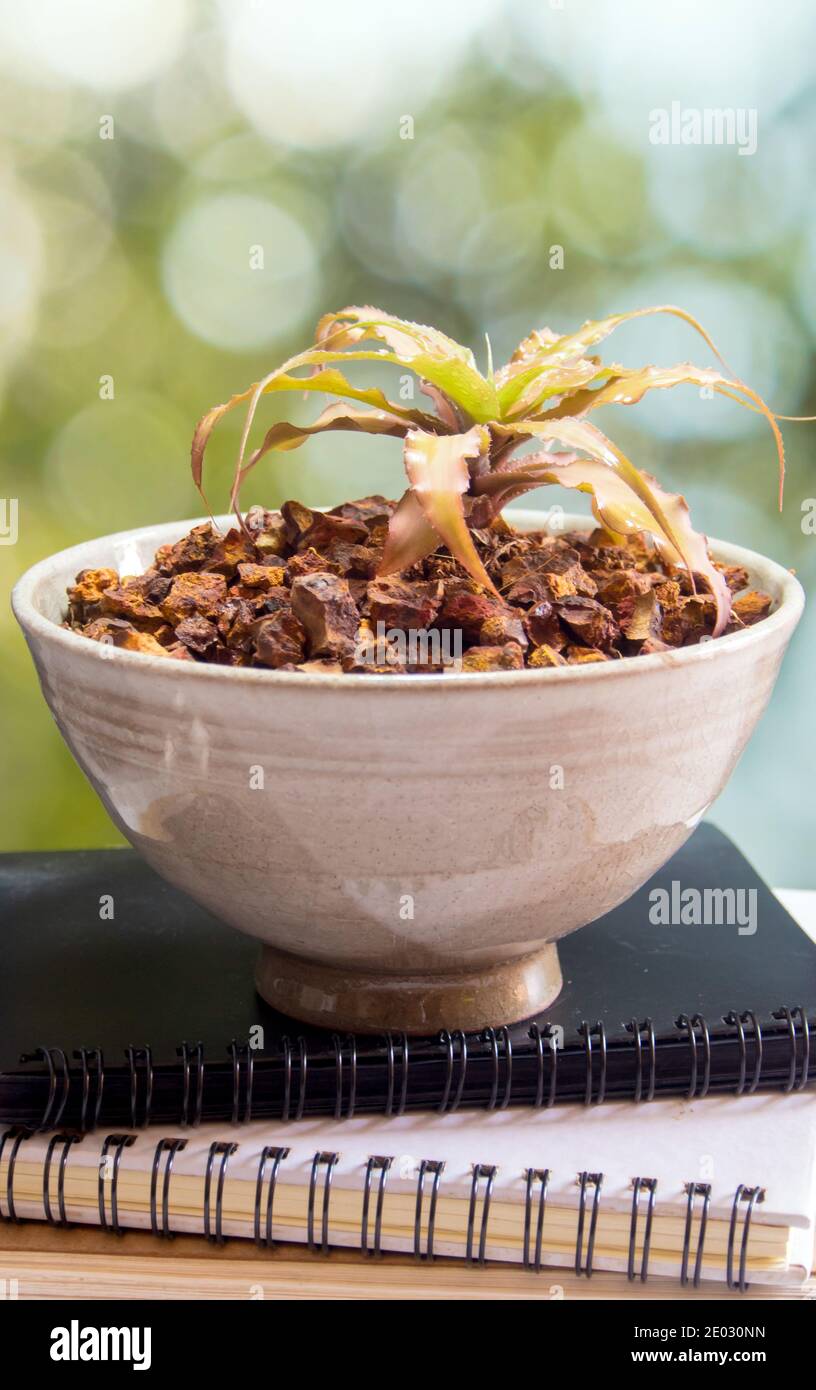 Orthophytum bromeliad growing in the small ceramic pot, houseplant for ...