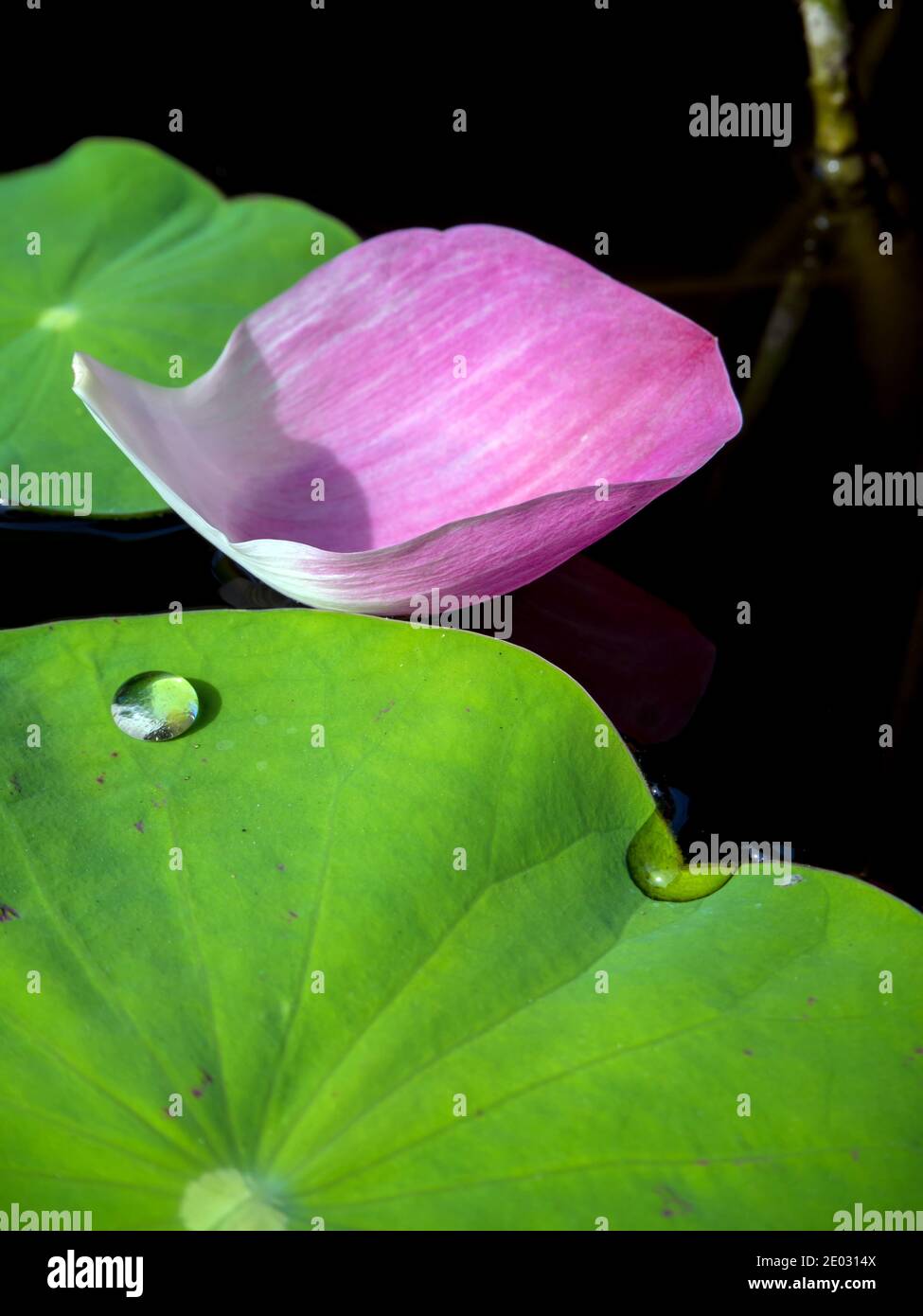 Water dew on the lotus leaf Stock Photo - Alamy