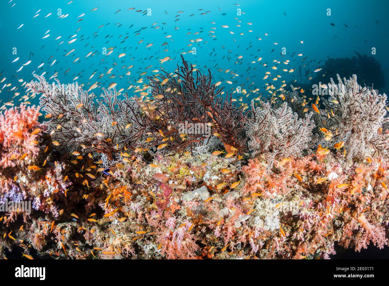Colored Coral Reef, Felidhu Atoll, Indian Ocean, Maldives Stock Photo ...
