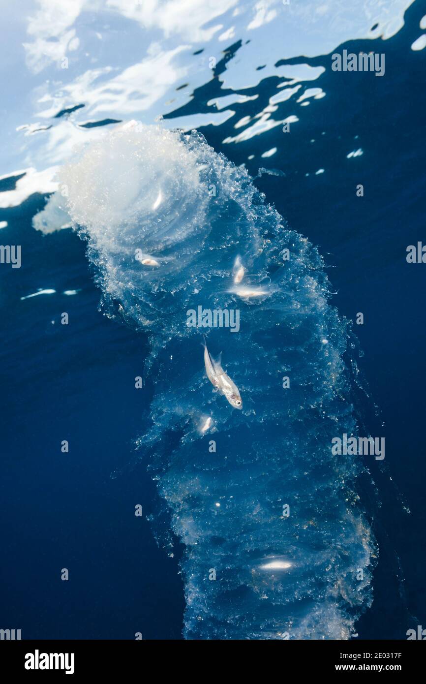 Chain of salps hi-res stock photography and images - Alamy