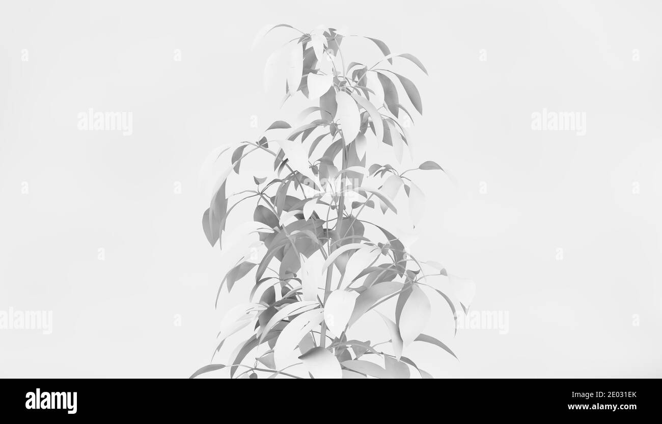 White paper plant background 3d rendering Stock Photo - Alamy