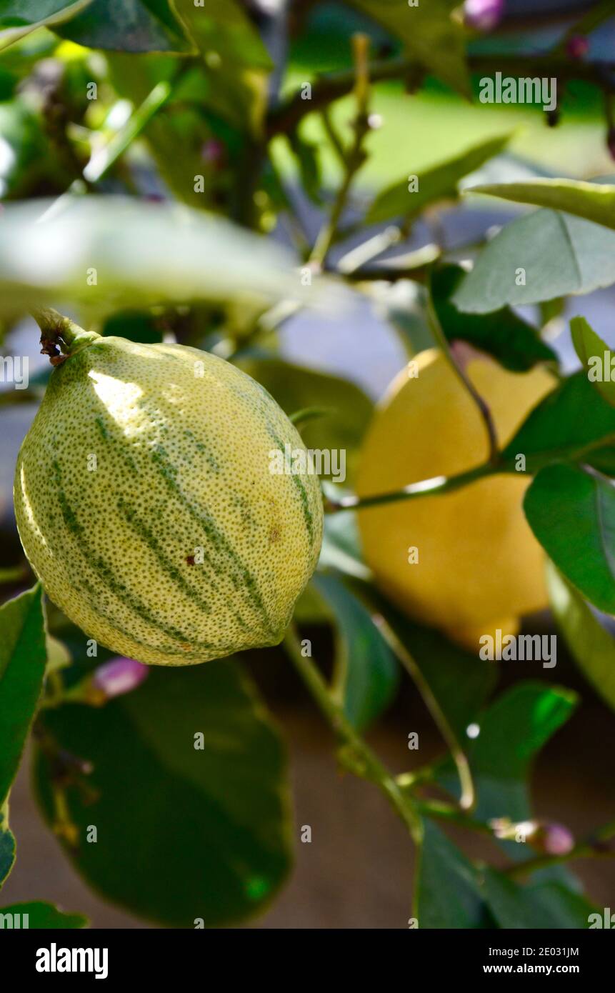 Lemons with leaves hi-res stock photography and images - Alamy