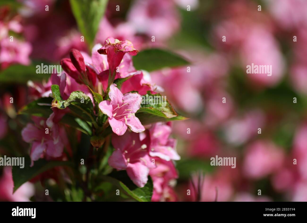 A Weigela bush flowers in a riot of delicate pink petals as the warm ...