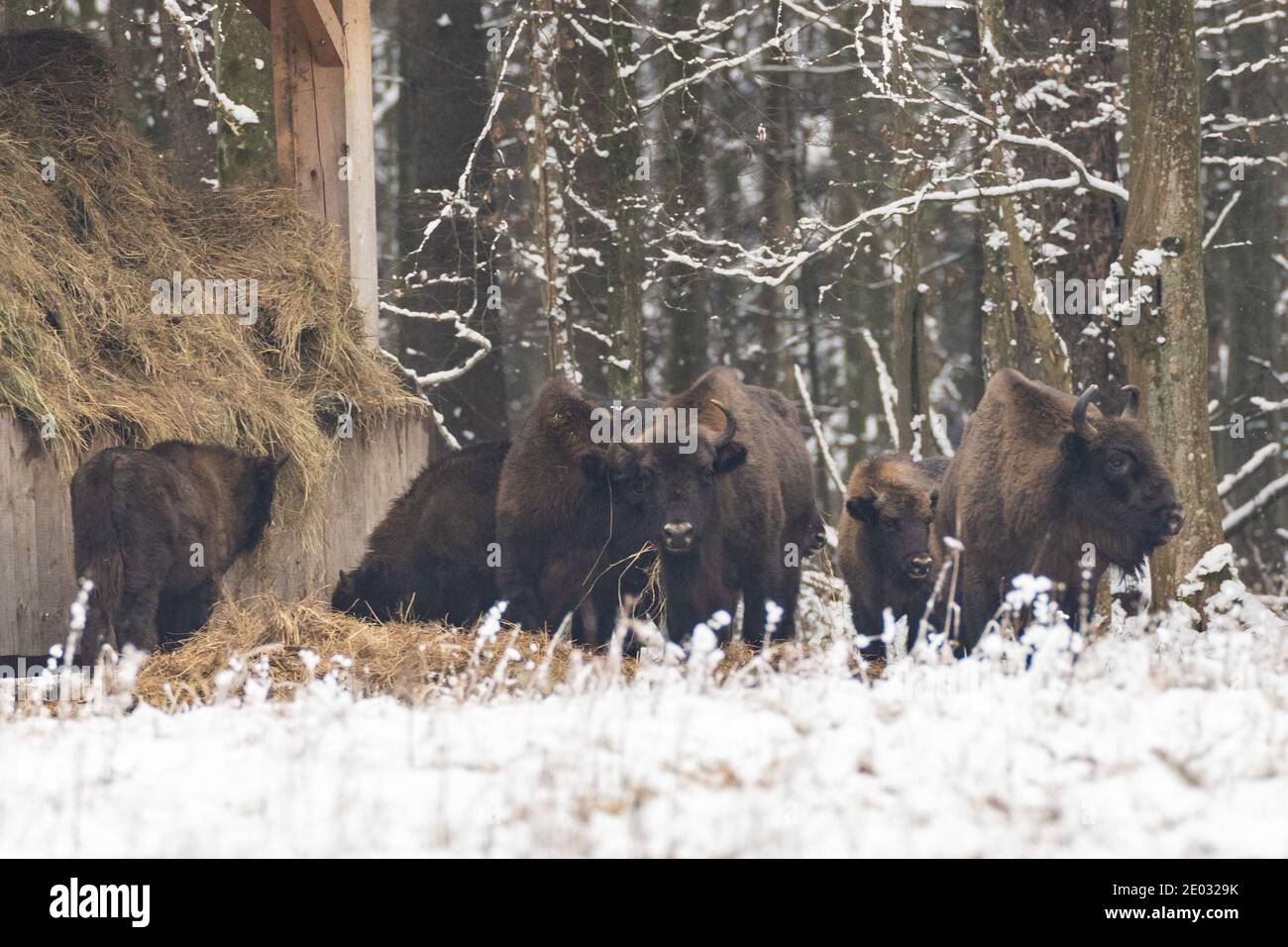 European bison(Bison bonasus) herd next to feeder, Bialowieza Forest ...