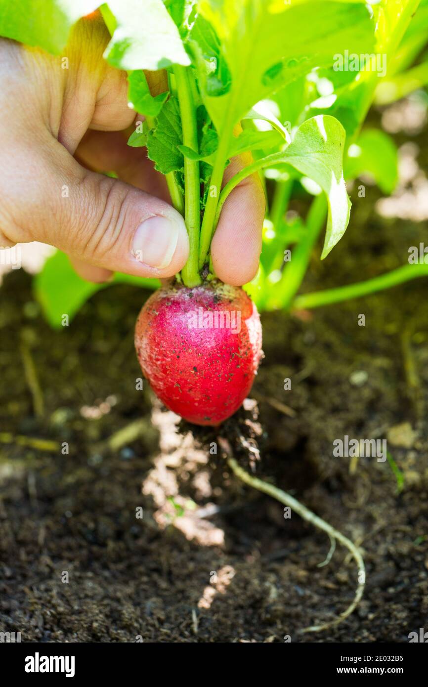 Hand pull hi-res stock photography and images - Alamy