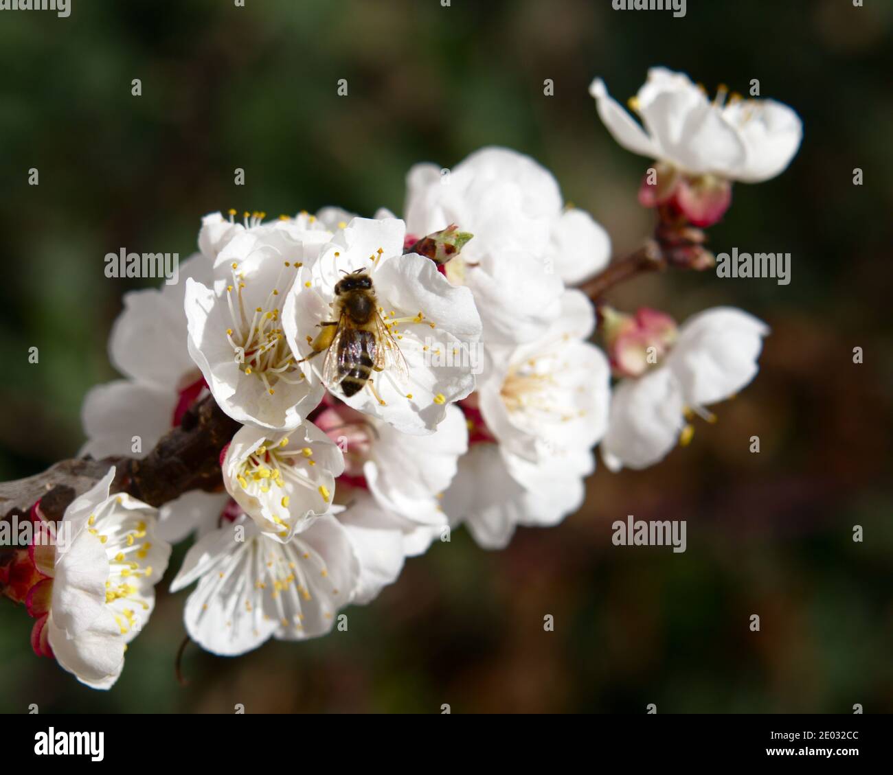 Apricot tree hi-res stock photography and images - Alamy