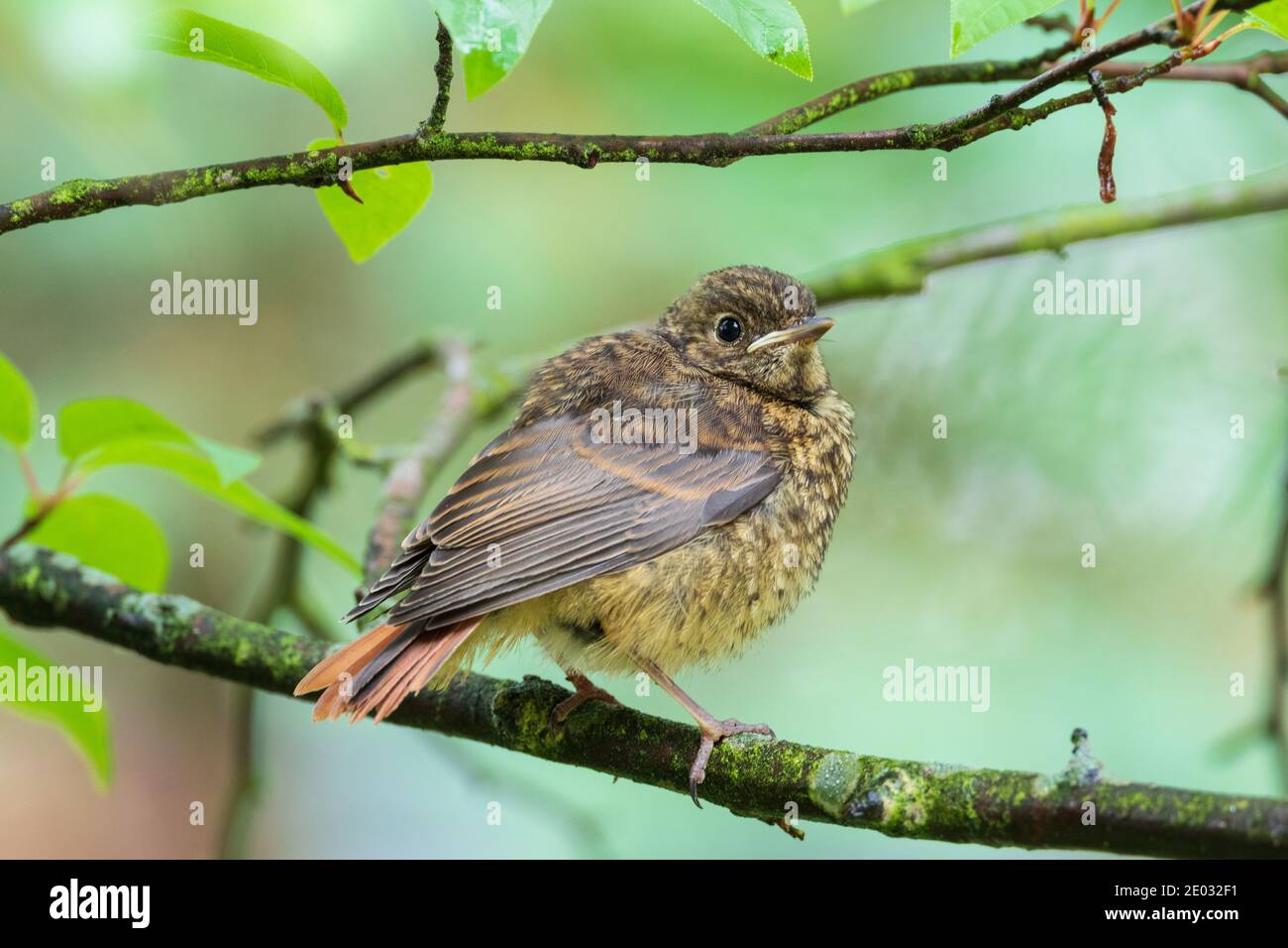 Juvenile common redstart hi-res stock photography and images - Alamy