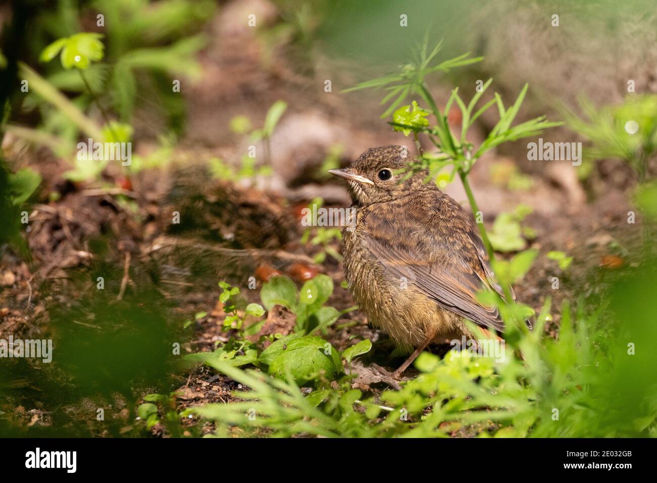 Juvenile common redstart hi-res stock photography and images - Alamy